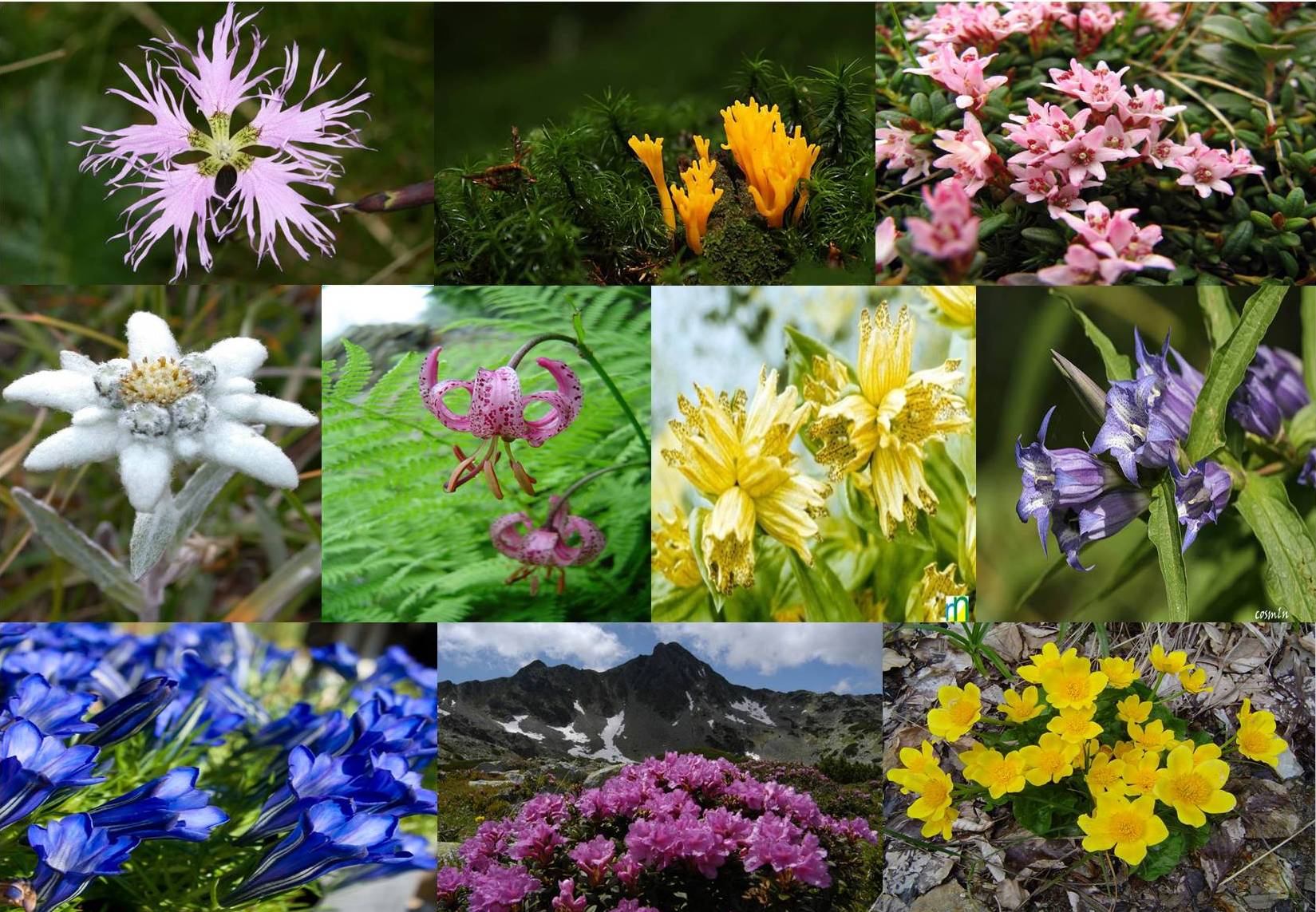 Parcul national Retezat | Info vacante